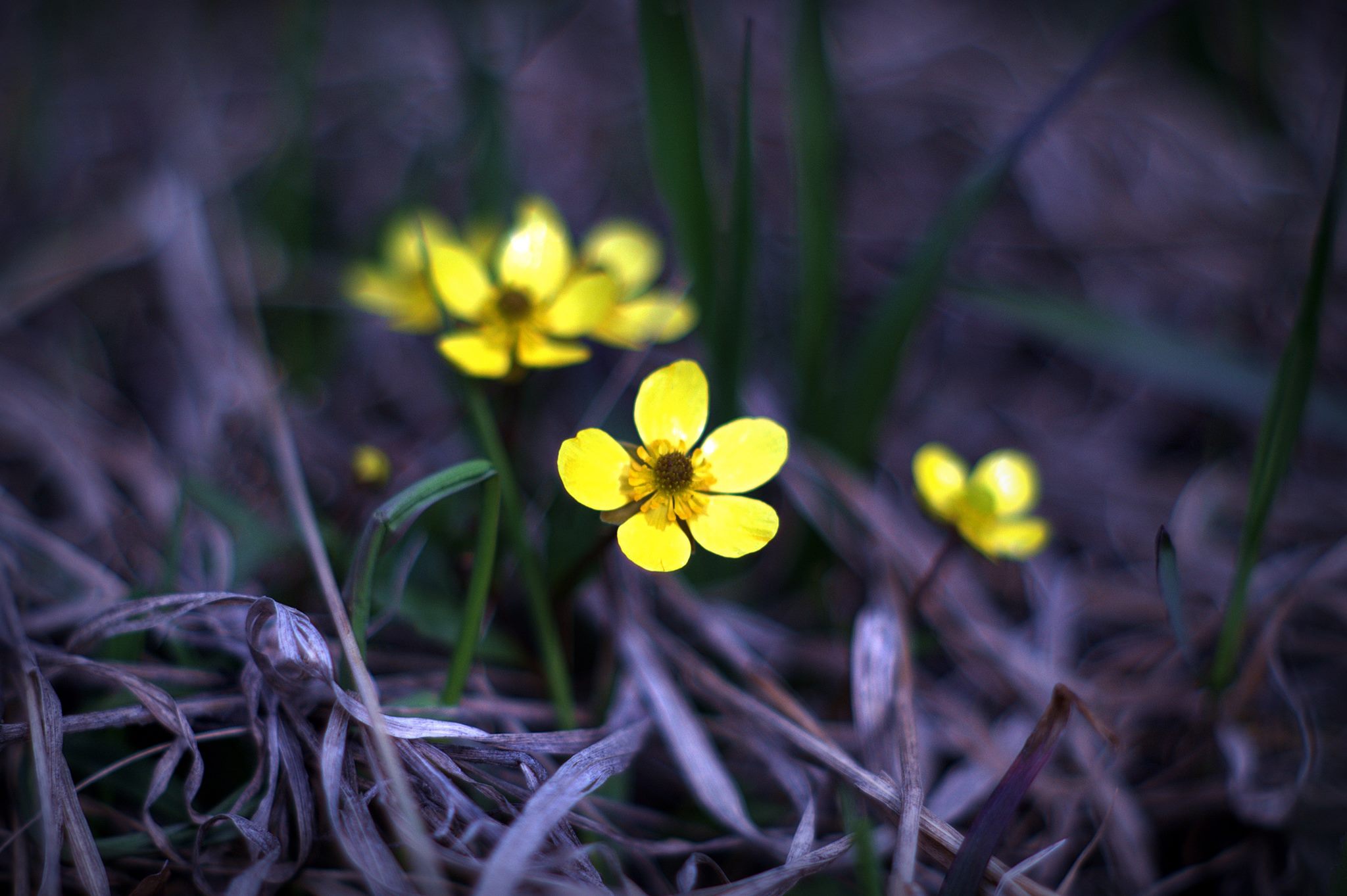 Spotlight: Four Amazing Seasons | Republic, Washington